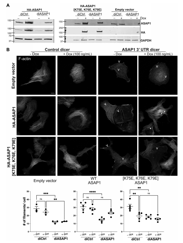 CRISPR Knockin Stable Cell Line | VectorBuilder